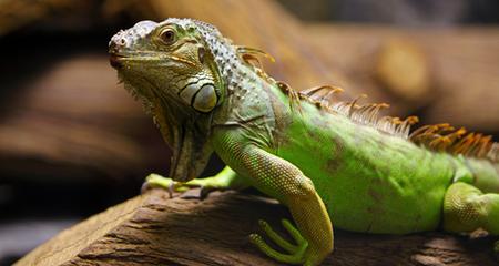 Green Iguana Color Change