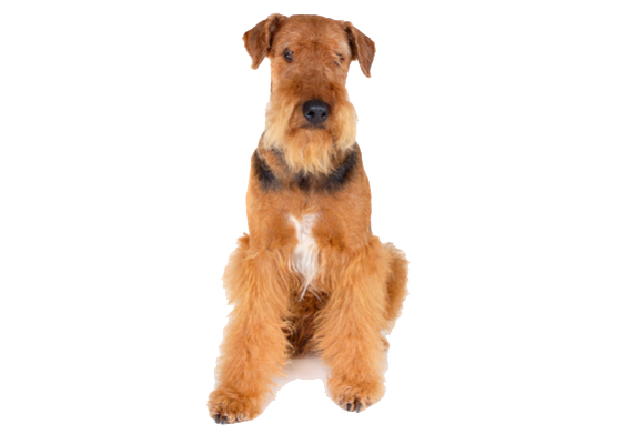 Airedale Terrier Dog Breed Characteristics and Information
