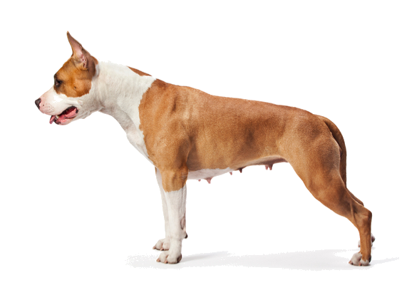 American Staffordshire Terrier Breed Facts and Information