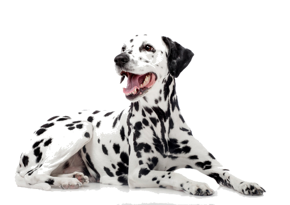 Dalmatian Breed Facts and Information
