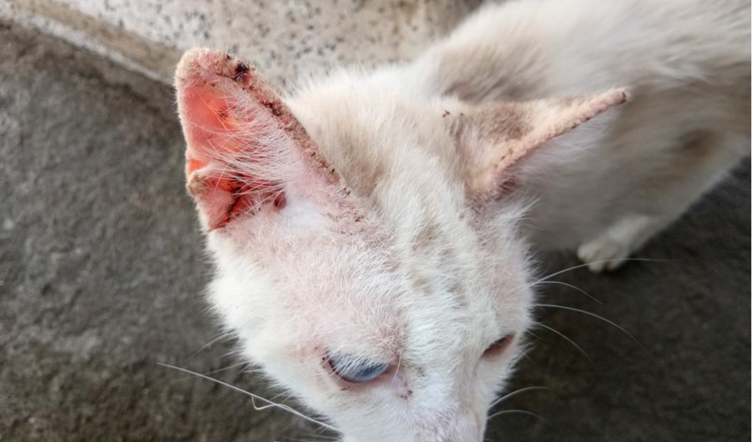 Sarcoptic Mange Cats