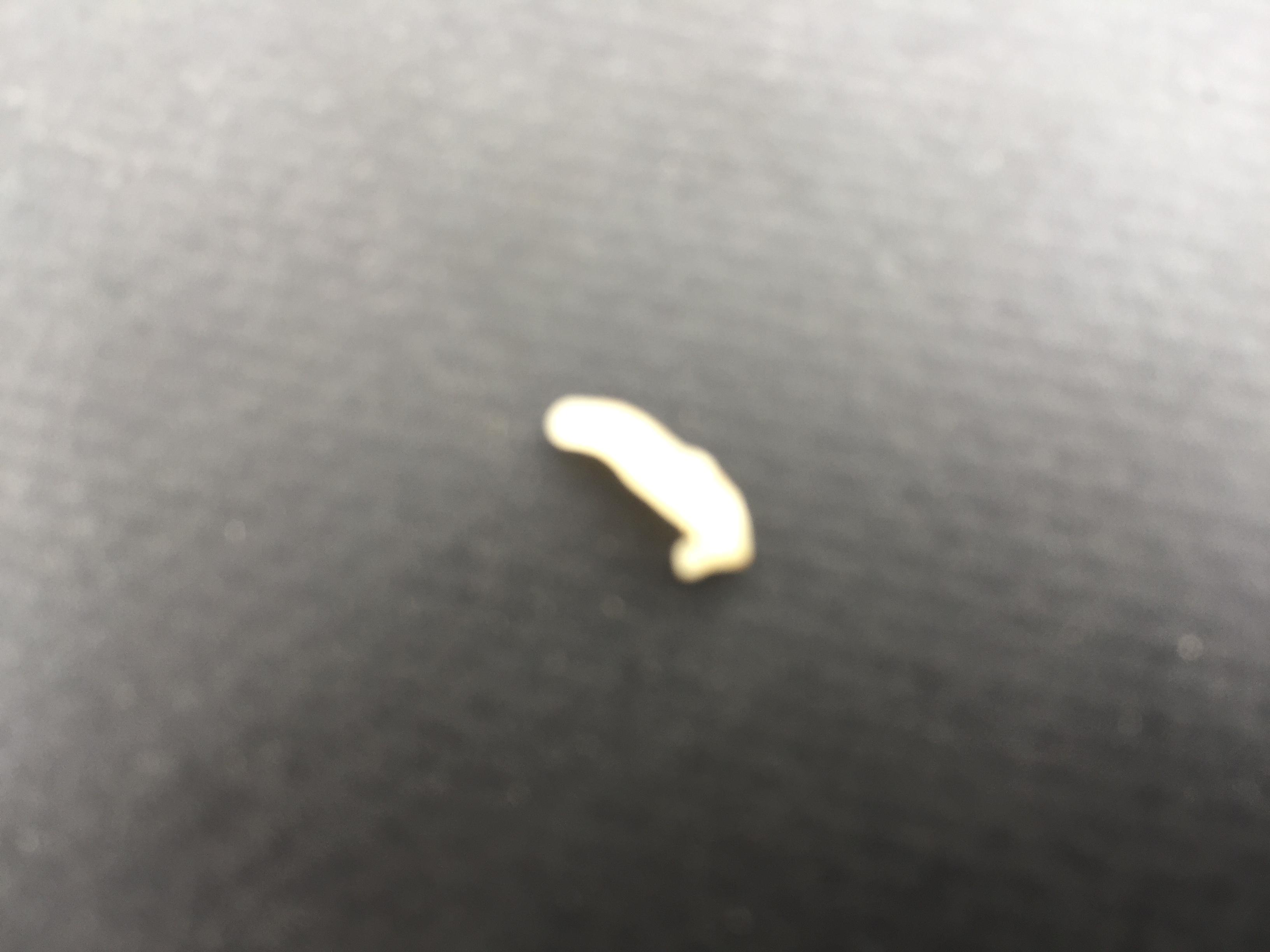 Worms In Dogs Poop