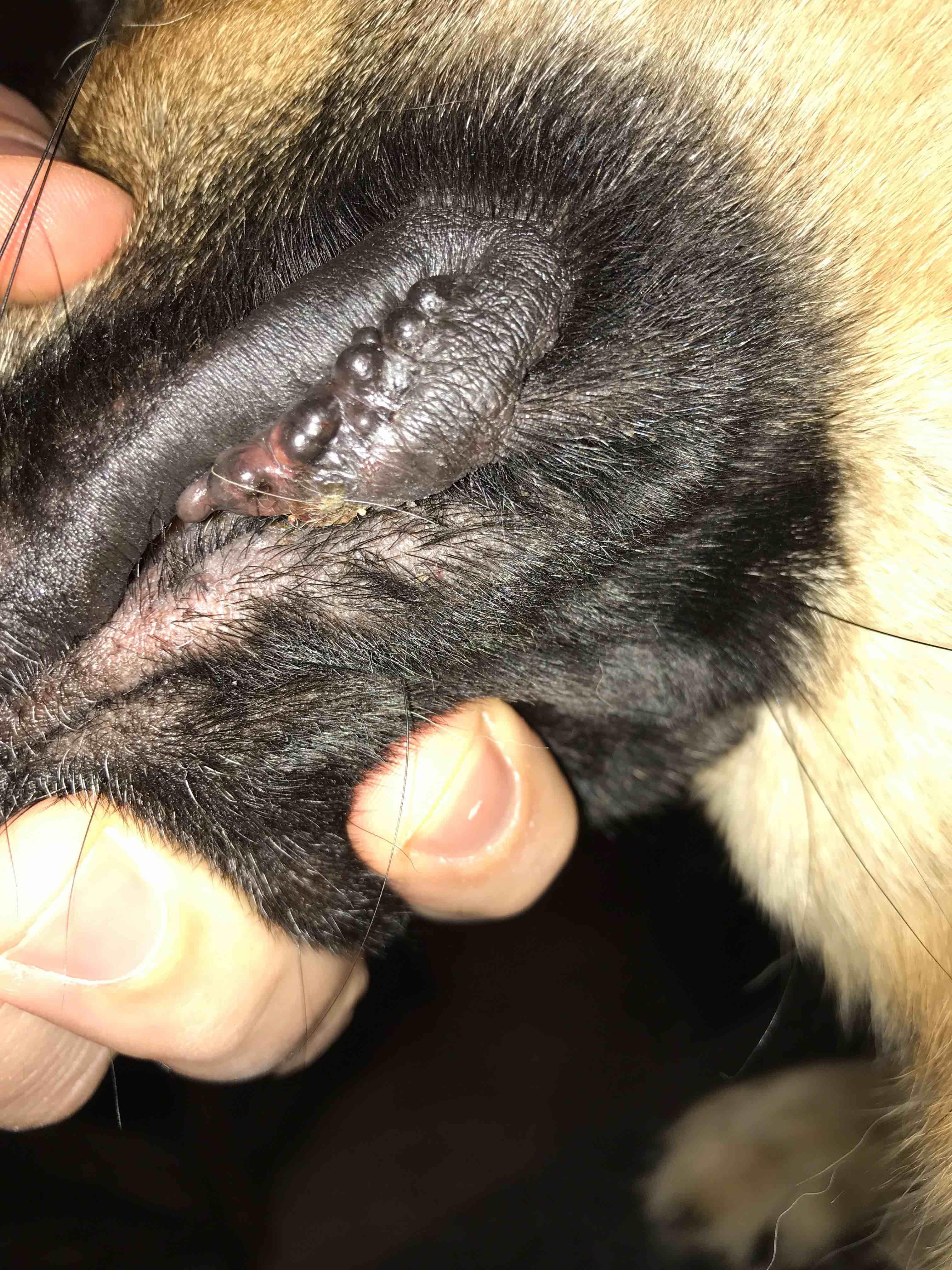 What Causes Dark Spots Around Your Mouth In Dogs - Infoupdate.org